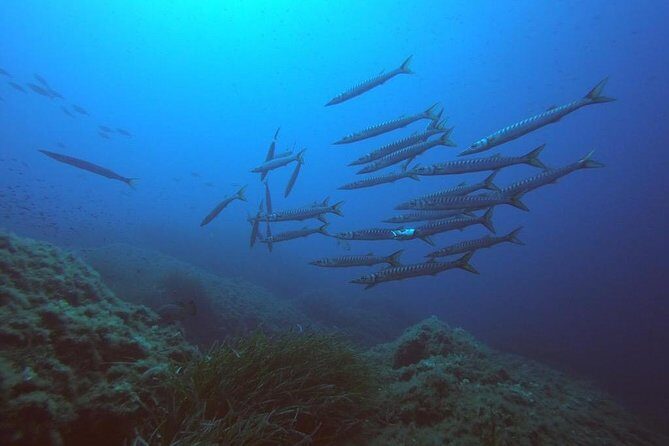 Scuba Diving in La Maddalena & Lavezzi Park for certified divers. - Why This Tour Stands Out