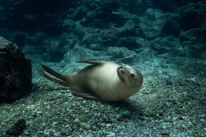 Scuba Diving in La Paz Private Tour - Key Points