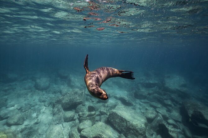 Scuba Diving in La Paz Private Tour - Who Should Consider This Tour?