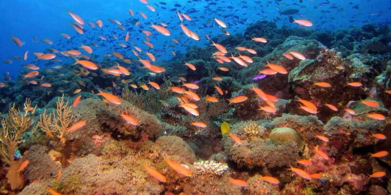 Scuba Diving in Mirissa - Practical Tips for Your Mirissa Scuba Tour