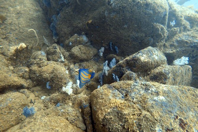 Scuba Diving in Mirissa - The Practical Side: Logistics and Considerations