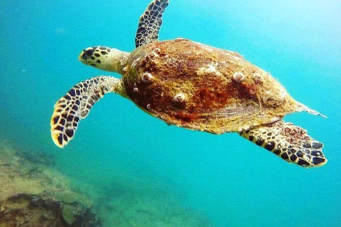 Scuba Diving in Mirissa - Final Thoughts: Who Should Consider This Tour?