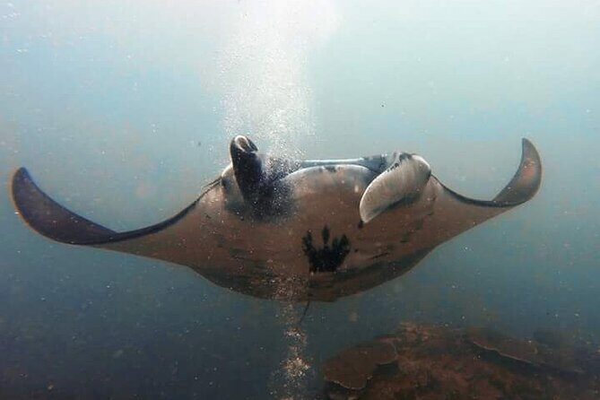 Scuba Diving in Nusa Penida Island and Manta Point - The Experience: What to Expect