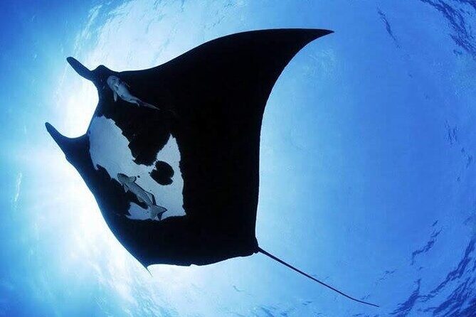 Scuba Diving in Nusa Penida Island and Manta Point - The Sum Up