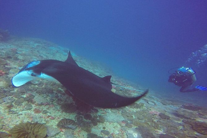 Scuba Diving in Nusa Penida - Manta Point - Why Choose This Tour?