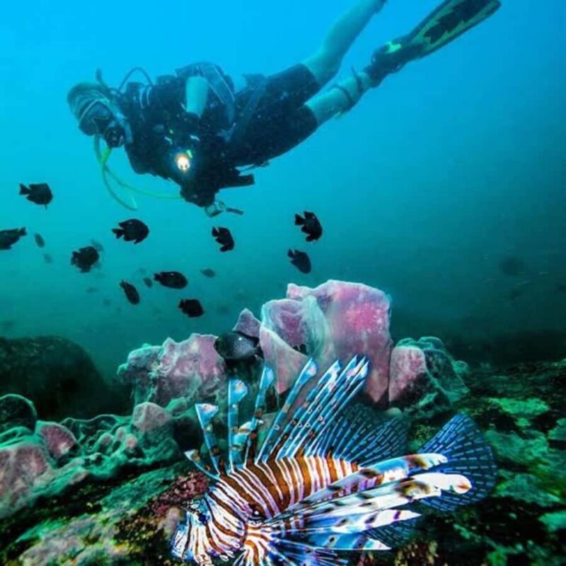 Scuba Diving in Pasikudah - Key Points