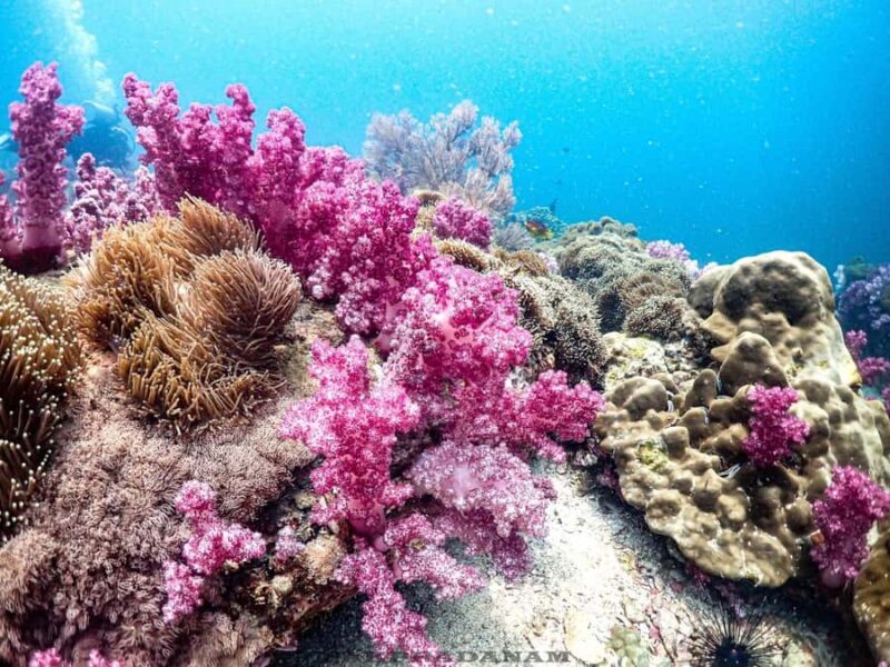 Scuba Diving in Phuket  4-Day 3-Night Experience - An Authentic Phuket Underwater Adventure