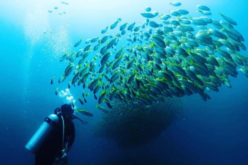 Scuba Diving in Phuket  4-Day 3-Night Experience - The Cost & Worth