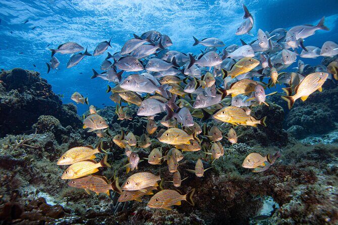 Scuba Diving in Playa del Carmen for Small Groups - The Itinerary: From Pickup to Underwater Adventure