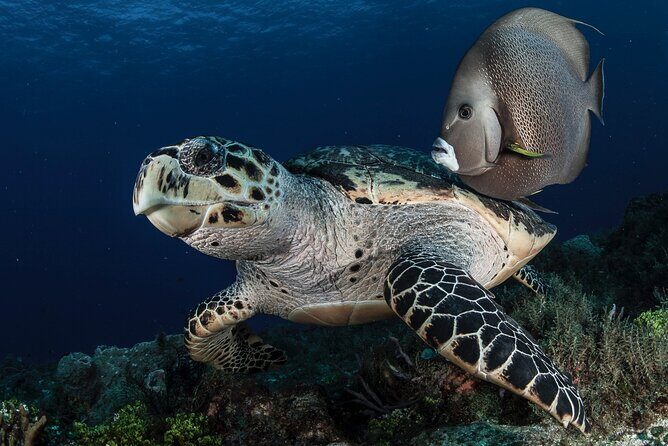 Scuba Diving in Playa del Carmen for Small Groups - Final Thoughts: Is It Worth It?
