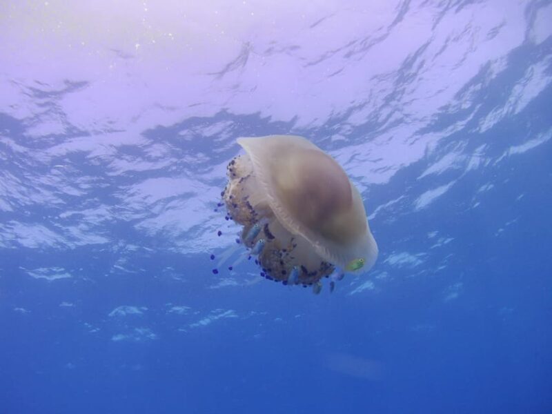 Scuba Diving in the Volcanic Caldera/shorelines of Santorini - Pricing and Value