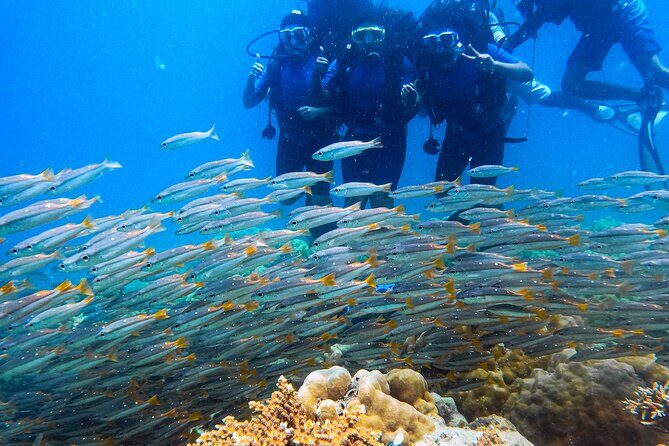 Scuba Diving in Tribe Gate - The Itinerary: Step-by-Step With What to Expect