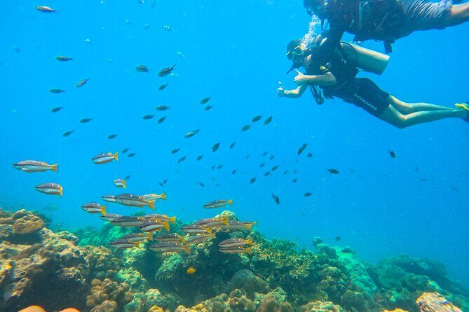 Scuba Diving in Tribe Gate - Who Should Consider This Tour?
