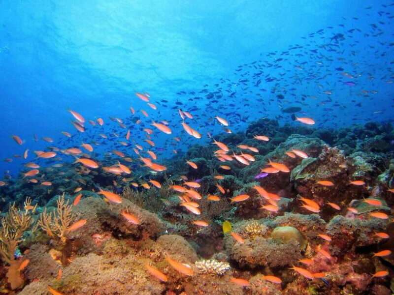 Scuba Diving in Unawatuna - Itinerary Breakdown: What Makes Each Part Special