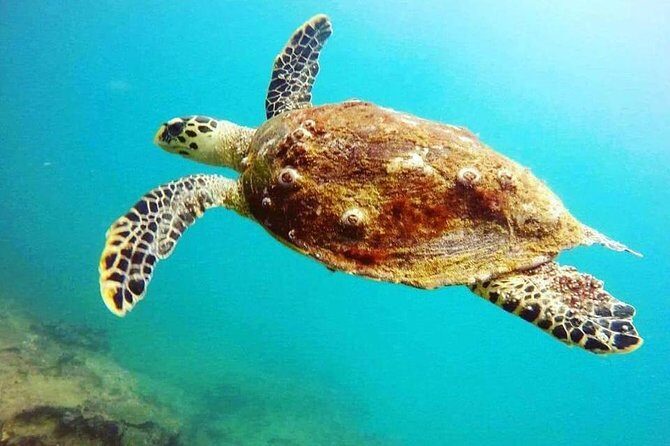 Scuba Diving in Unawatuna - Key Points