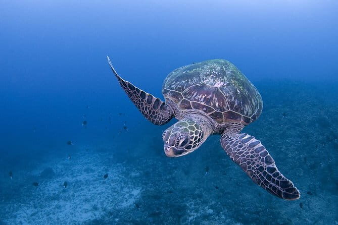 Scuba Diving in Yakushima island (for certified divers only) - Key Points