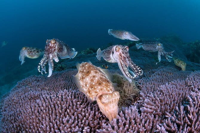 Scuba Diving in Yakushima island (for certified divers only) - A Glimpse of Yakushima’s Unique Setting
