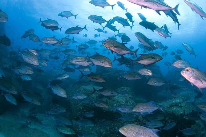 Scuba Diving in Yakushima island (for certified divers only) - The Value of Guided Diving