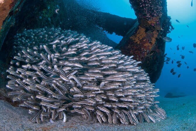 Scuba Diving in Yakushima island (for certified divers only) - Logistics, Pricing, and Practicalities