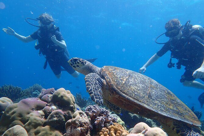 Scuba Diving Menjangan Island - What to Expect on the Trip