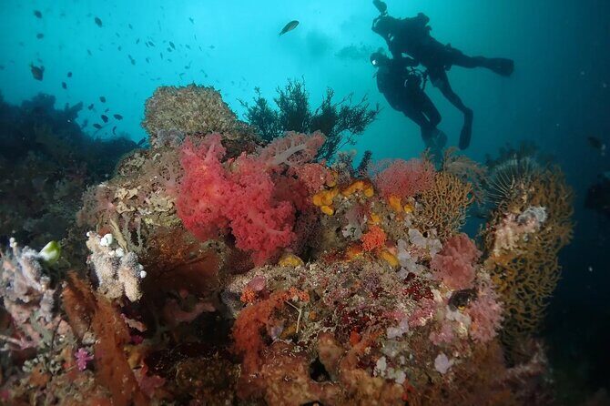 Scuba Diving Menjangan Island - Price and Value Analysis