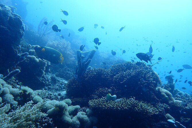 Scuba Diving Menjangan Island - Who This Tour Is Best For