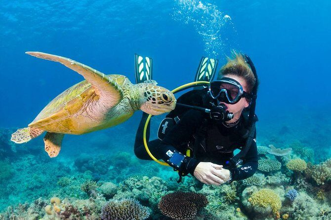 Scuba Diving on Catalina Island | 2 tanks, 2 spots - Key Points