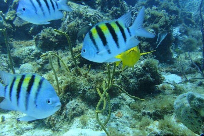 Scuba Diving on Catalina Island | 2 tanks, 2 spots - FAQs