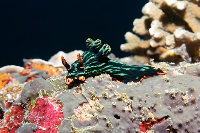 Scuba Diving Padangbai Shark Point 2 dives for certified divers - Final Thoughts: Is This Venture Worth It?