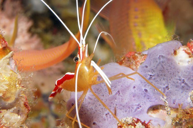 Scuba Diving Padangbai Shark Point 2 dives for certified divers - Frequently Asked Questions