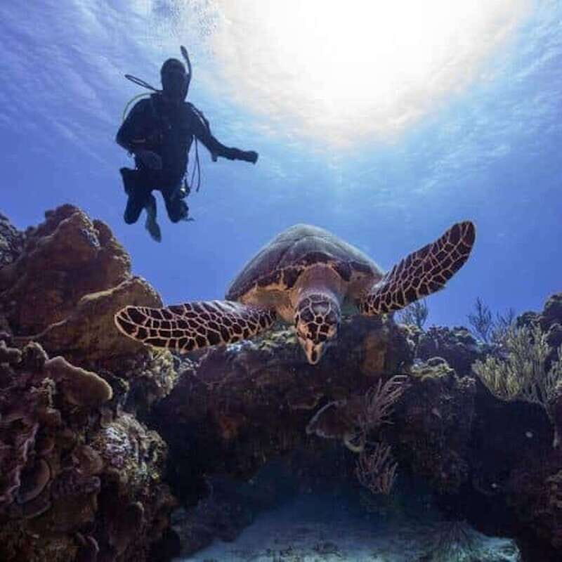 Scuba Diving Playa del Carmen: PADI Open Water Certification - Introduction