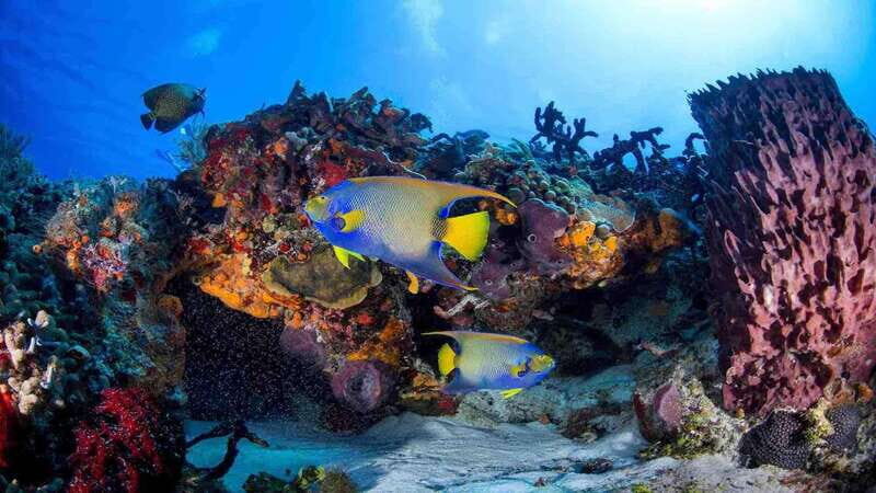 Scuba Diving Playa del Carmen: PADI Open Water Certification - Key Points