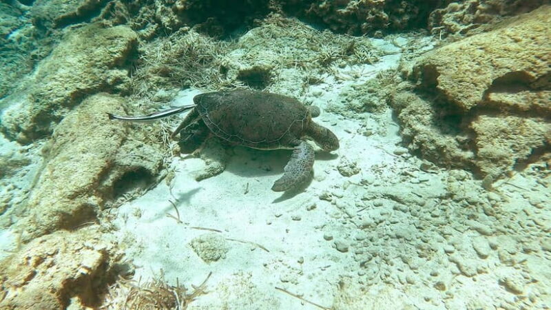Scuba diving-private and individual No certification needed - Authentic Experiences from Real Travelers