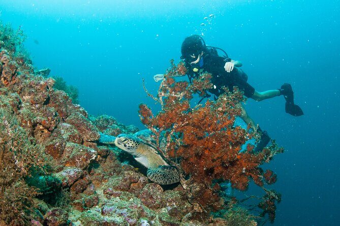 Scuba Diving Puerto Vallarta Undersea Arcos or Marietas - Introduction: What Makes This Tour Stand Out