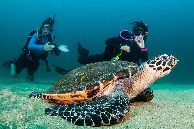 Scuba Diving Puerto Vallarta Undersea Arcos or Marietas - Authentic Reviews and Experiences