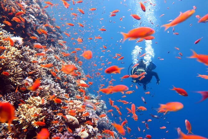 Scuba Diving Refresher(3 dives) - Introduction to the Phuket Refresher Tour