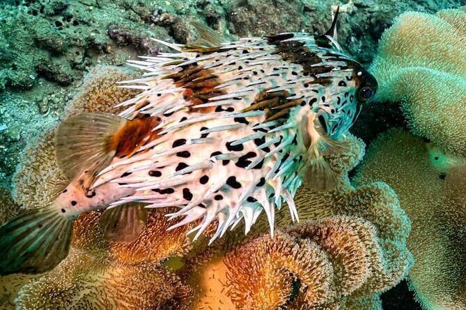 Scuba Diving Tour in Cham Island for certified divers or Beginners - The Experience for Different Travelers