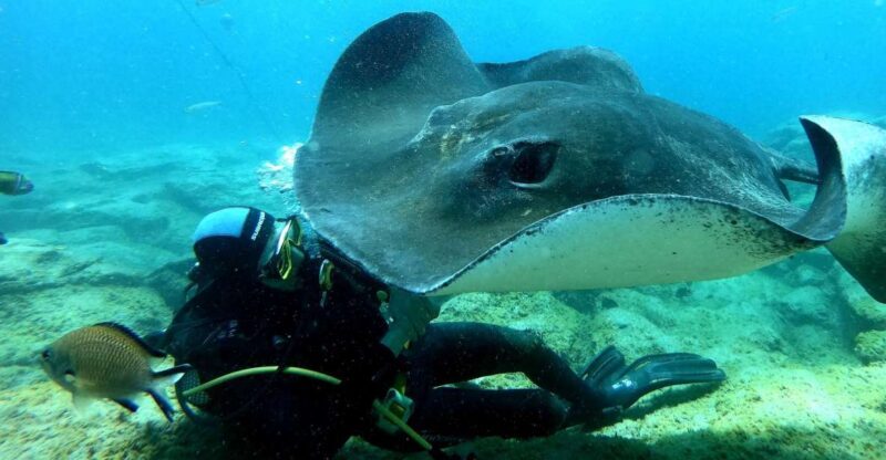 Scuba Diving trips for Certified Divers in Tenerife - Key Points