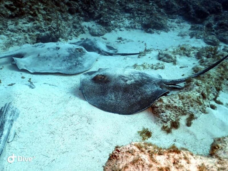 Scuba Diving trips for Certified Divers in Tenerife - Who Should Consider This Tour?