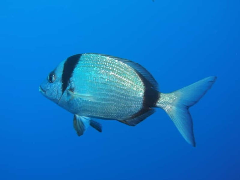 Scuba Diving - Tunnels & Caves - Cape Greco - private guided - Price and Value