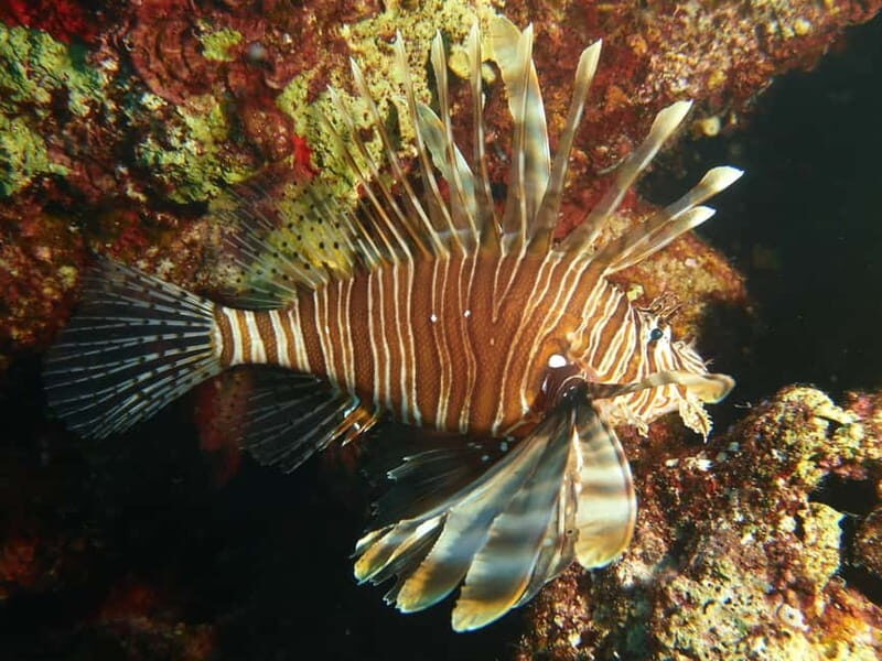 Scuba Diving - Tunnels & Caves - Cape Greco - private guided - FAQ