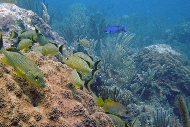 Scuba Doo Diving Experience in Punta Cana - Who Will Love This Tour?