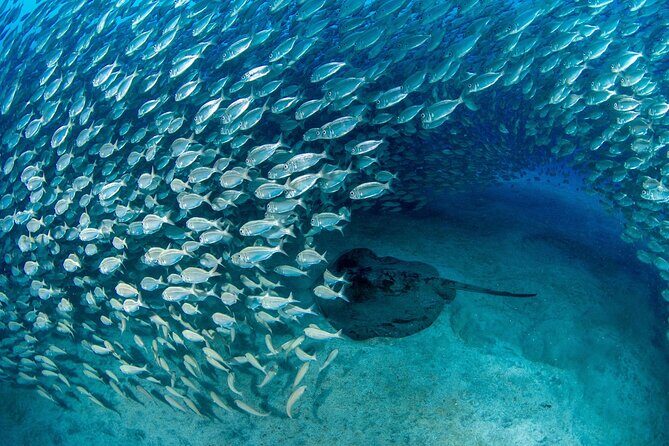 Scuba Experience in Tenerife with Guide - Who Is This Tour Best Suited For?