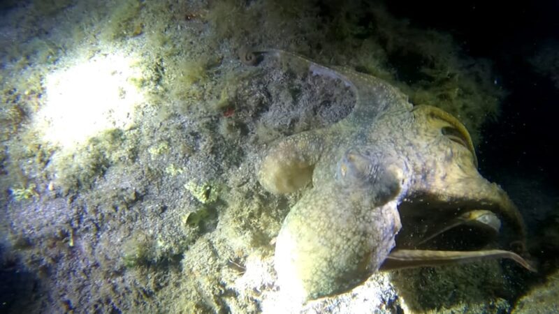 Scuba Night Dive for certified divers in Tenerife - Key Points