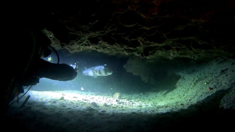 Scuba Night Dive for certified divers in Tenerife - An In-Depth Look at Tenerife’s Night Diving