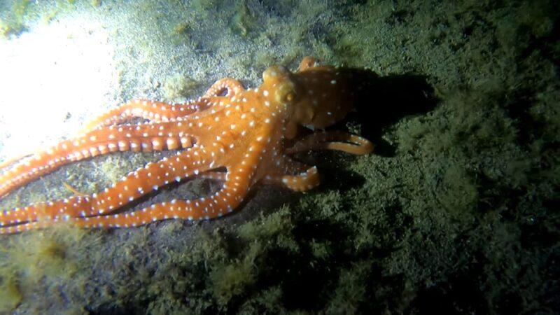 Scuba Night Dive for certified divers in Tenerife - Final Thoughts