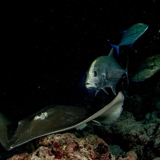 Scuba Night Dive for certified divers in Tenerife - Frequently Asked Questions