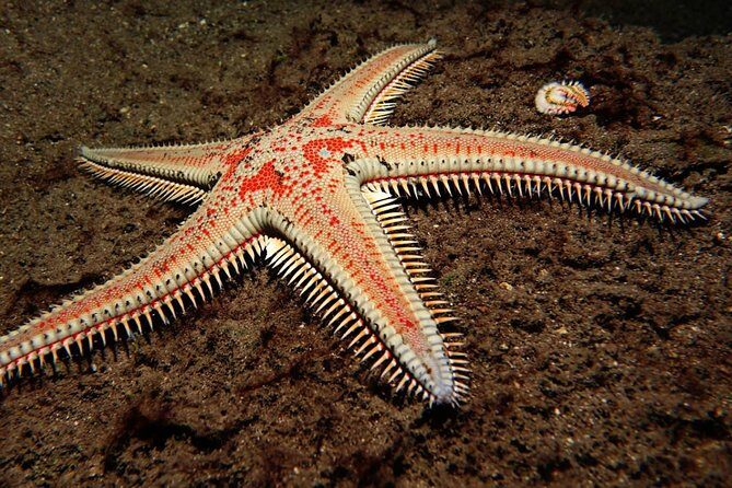 Scuba Night Dive on Tenerife - Frequently Asked Questions