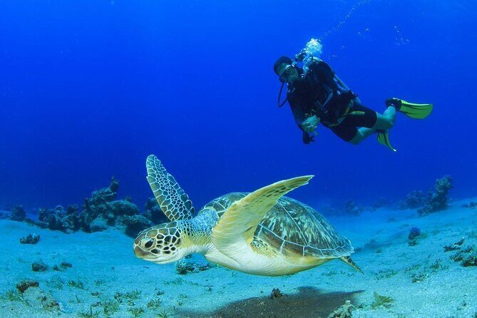 Scuba Referral Dives & Beach Club with Transportation In Riviera Maya - Exploring the Referral Dive Package: What You Can Expect