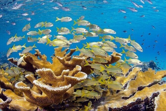 ScubaDoo From Punta Cana - Who Should Consider This Tour?